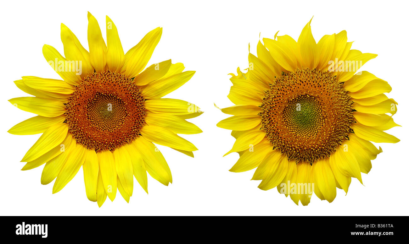 two different sunflower over white background Stock Photo - Alamy