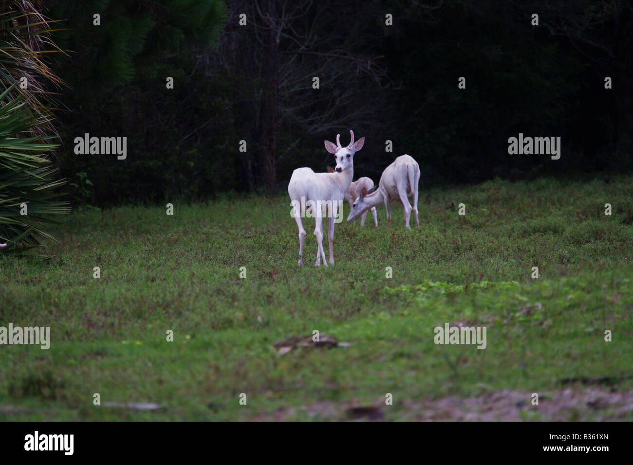 Rare albino white tailed deer hi-res stock photography and images - Alamy