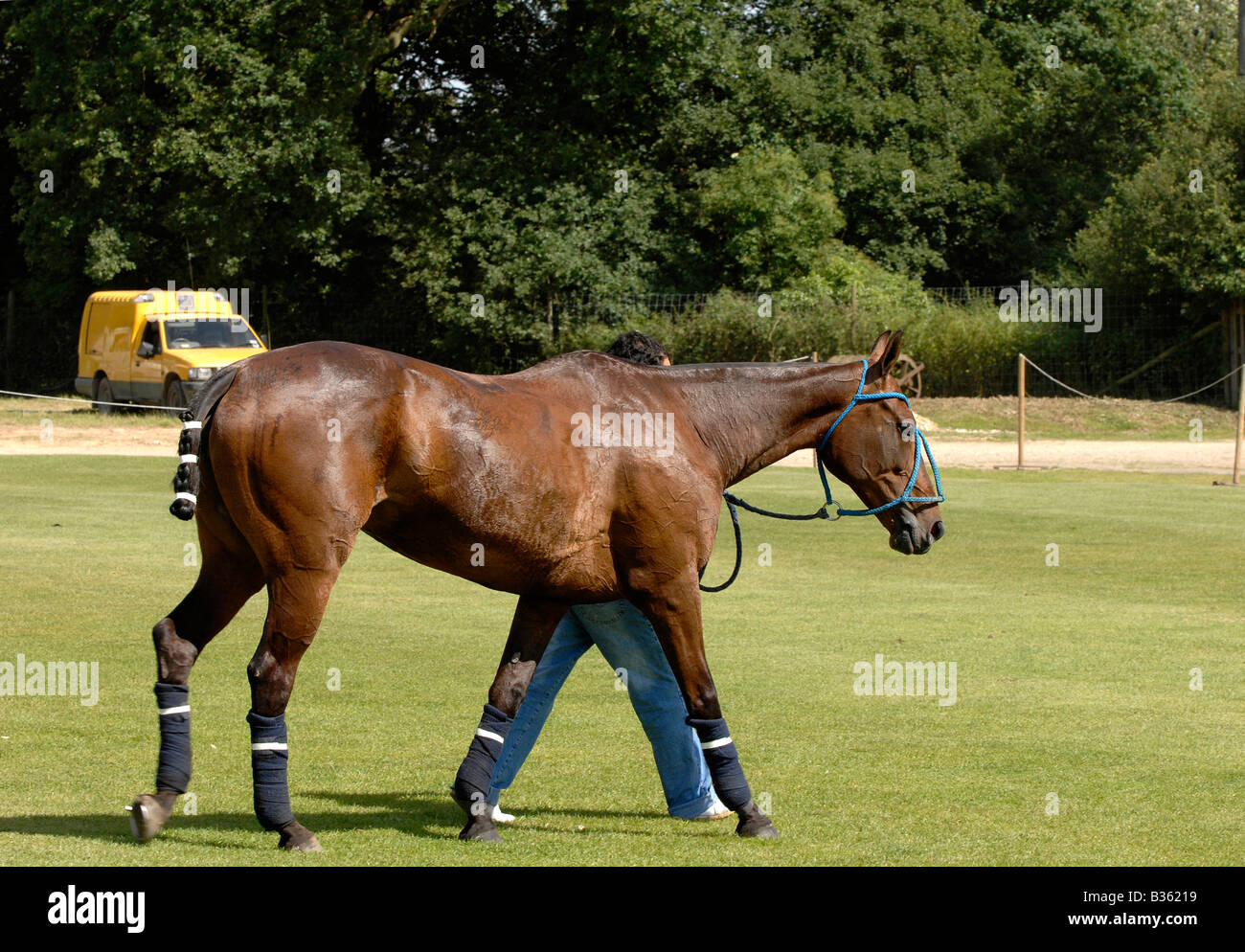 Polo pony walking Stock Photo - Alamy