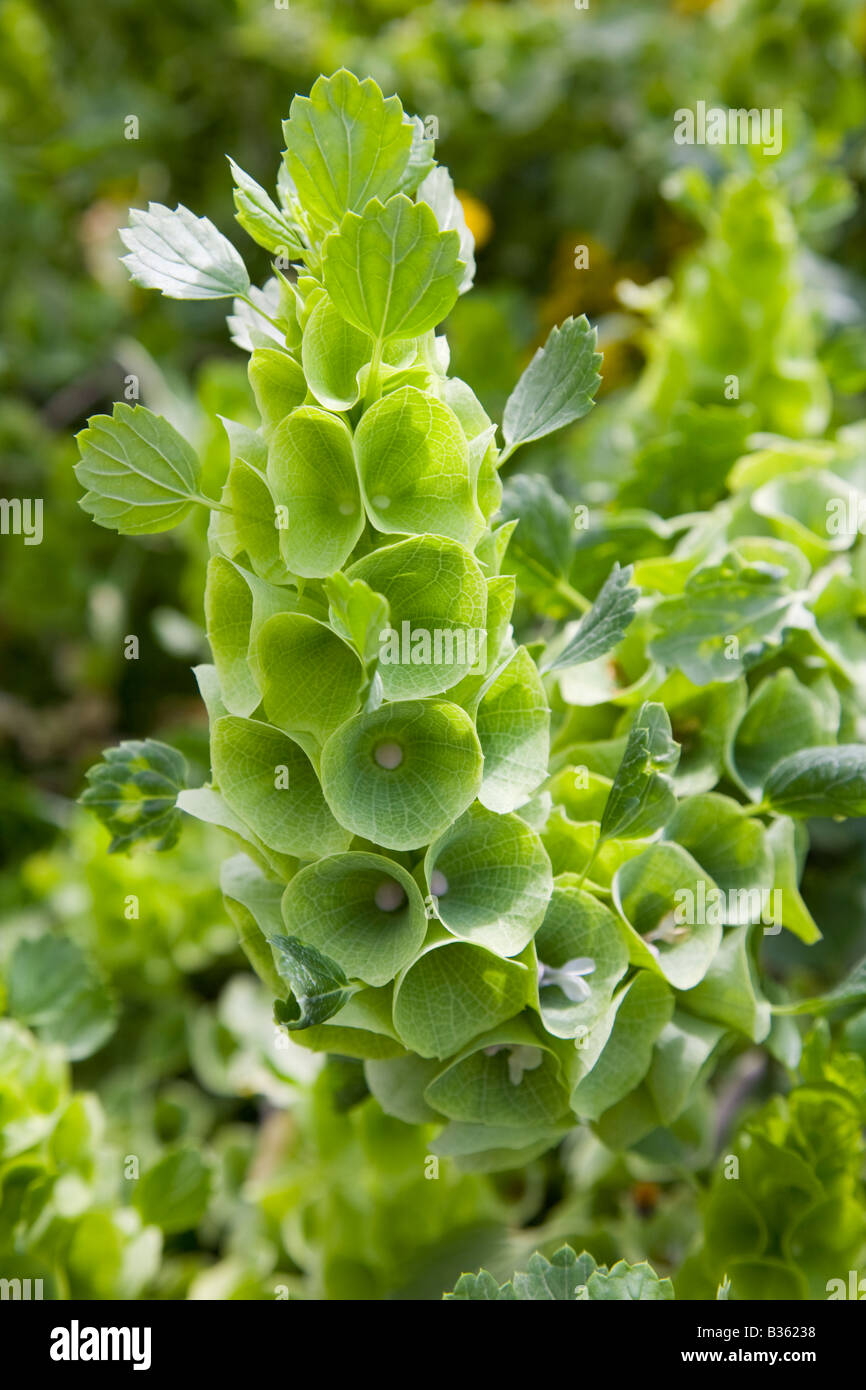 Close up of Moluccella laevis Stock Photo - Alamy