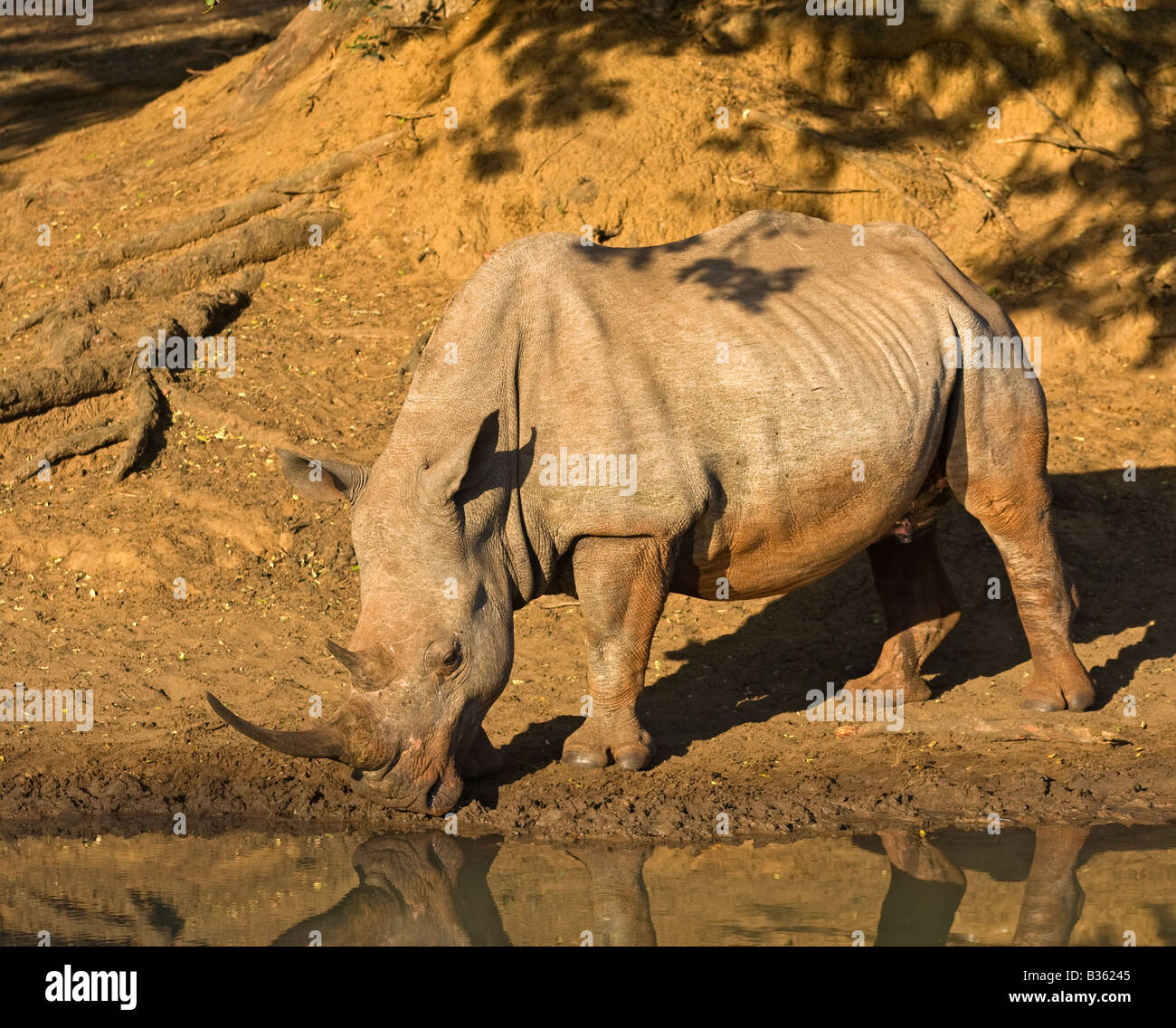 Rhino drinking hi-res stock photography and images - Alamy
