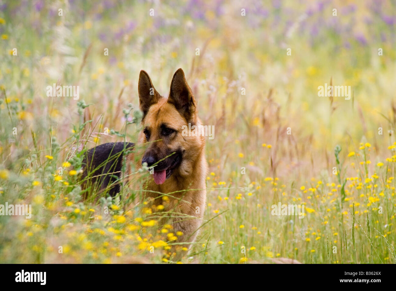 German Shepherd Dog Stock Photo - Alamy