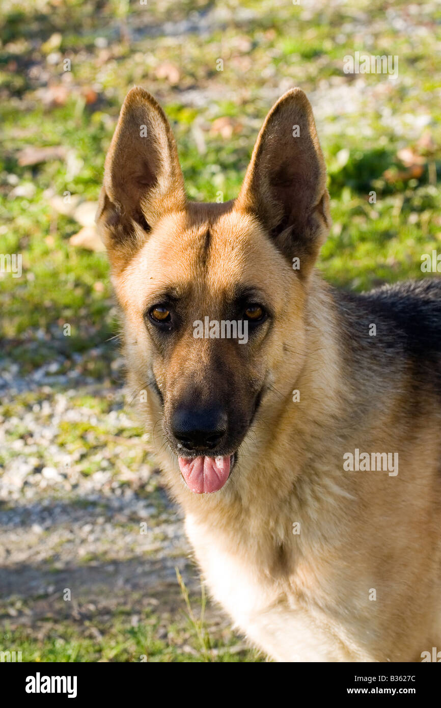 German Shepherd Dog Stock Photo - Alamy
