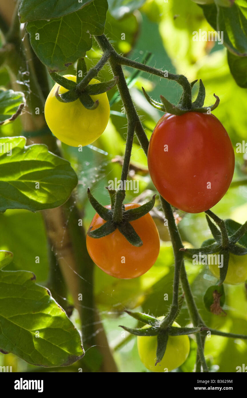 Green cherry plum hi-res stock photography and images - Alamy