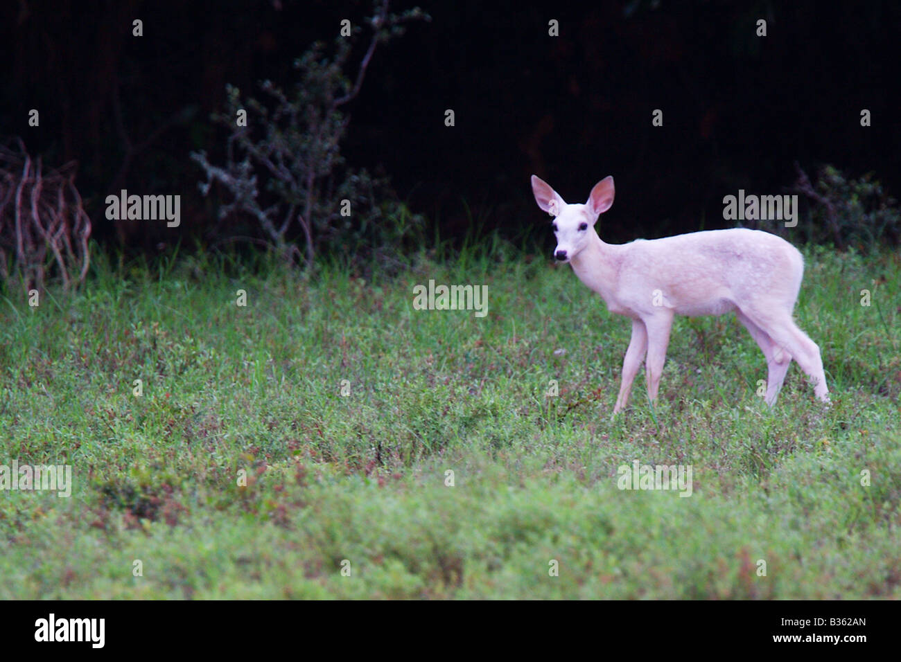 A pure white deer fawn grazes on Cumberland Island Georgia Stock Photo ...