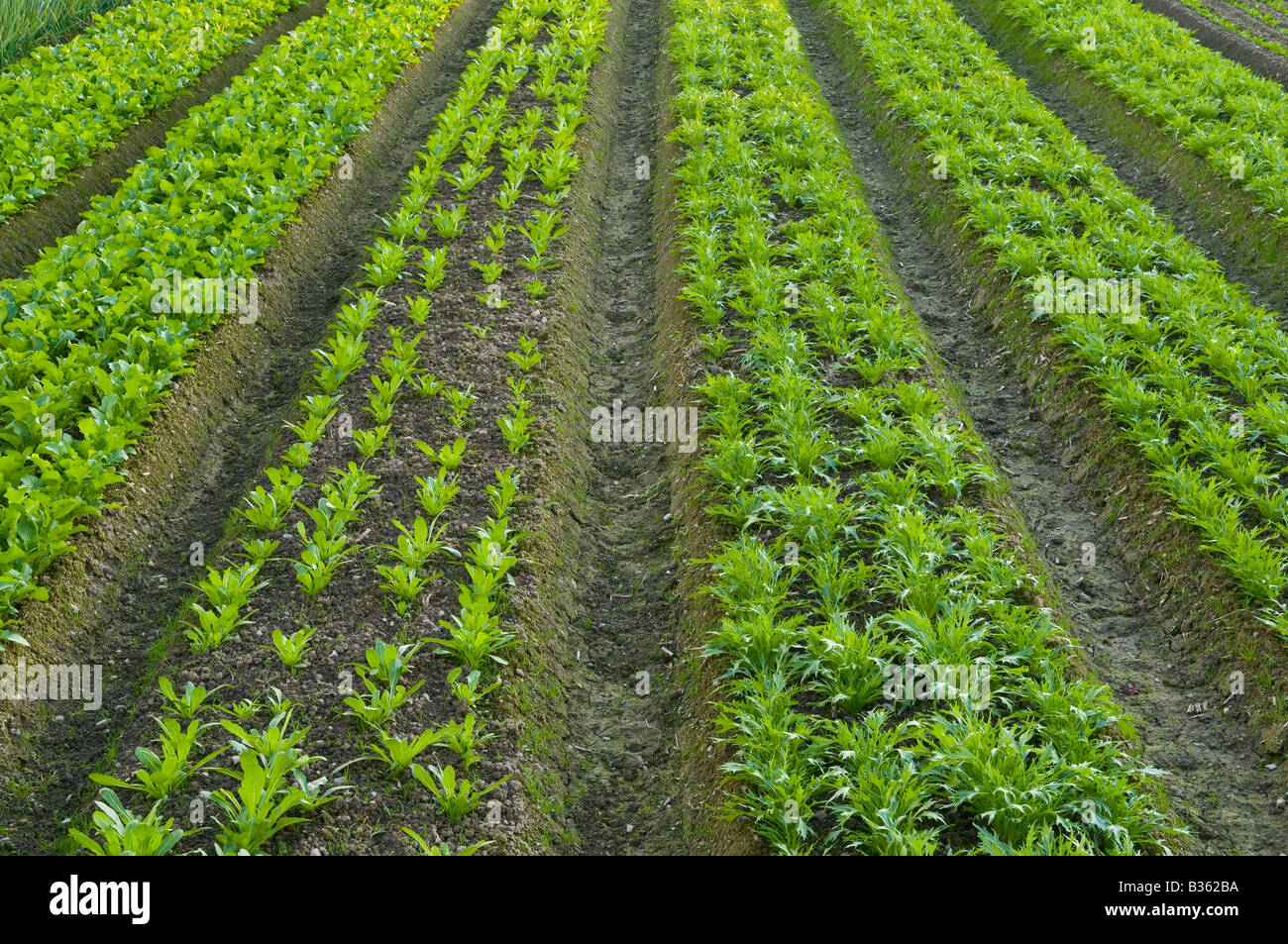 Japan vegetables field mizuna daikon radish Stock Photo - Alamy