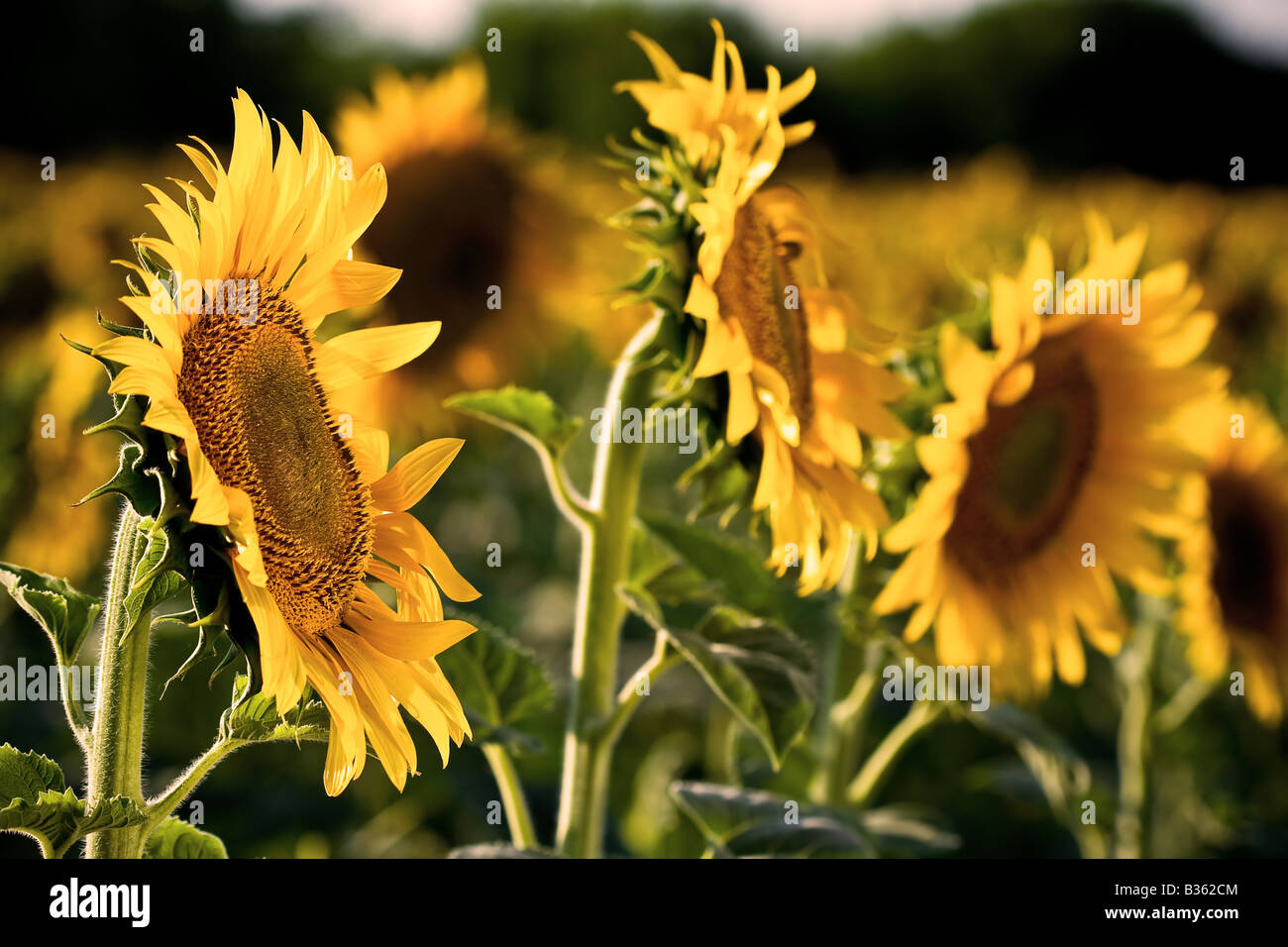 Summer field of sunflowers Stock Photo - Alamy