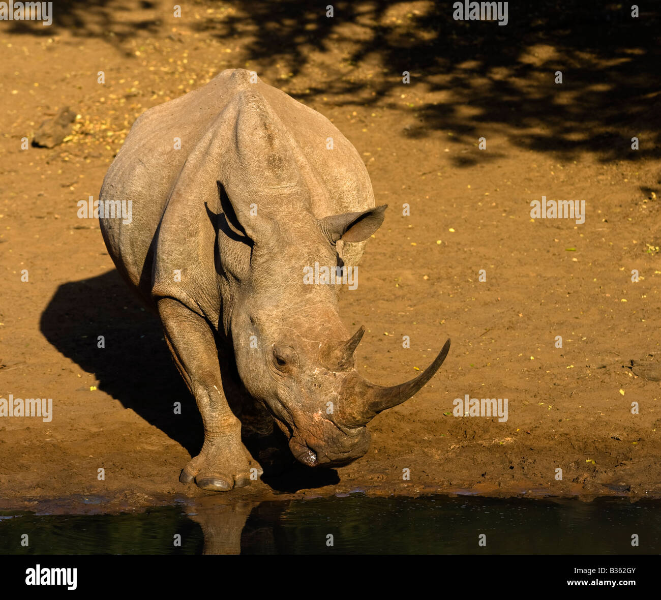 Rhino drinking hi-res stock photography and images - Alamy