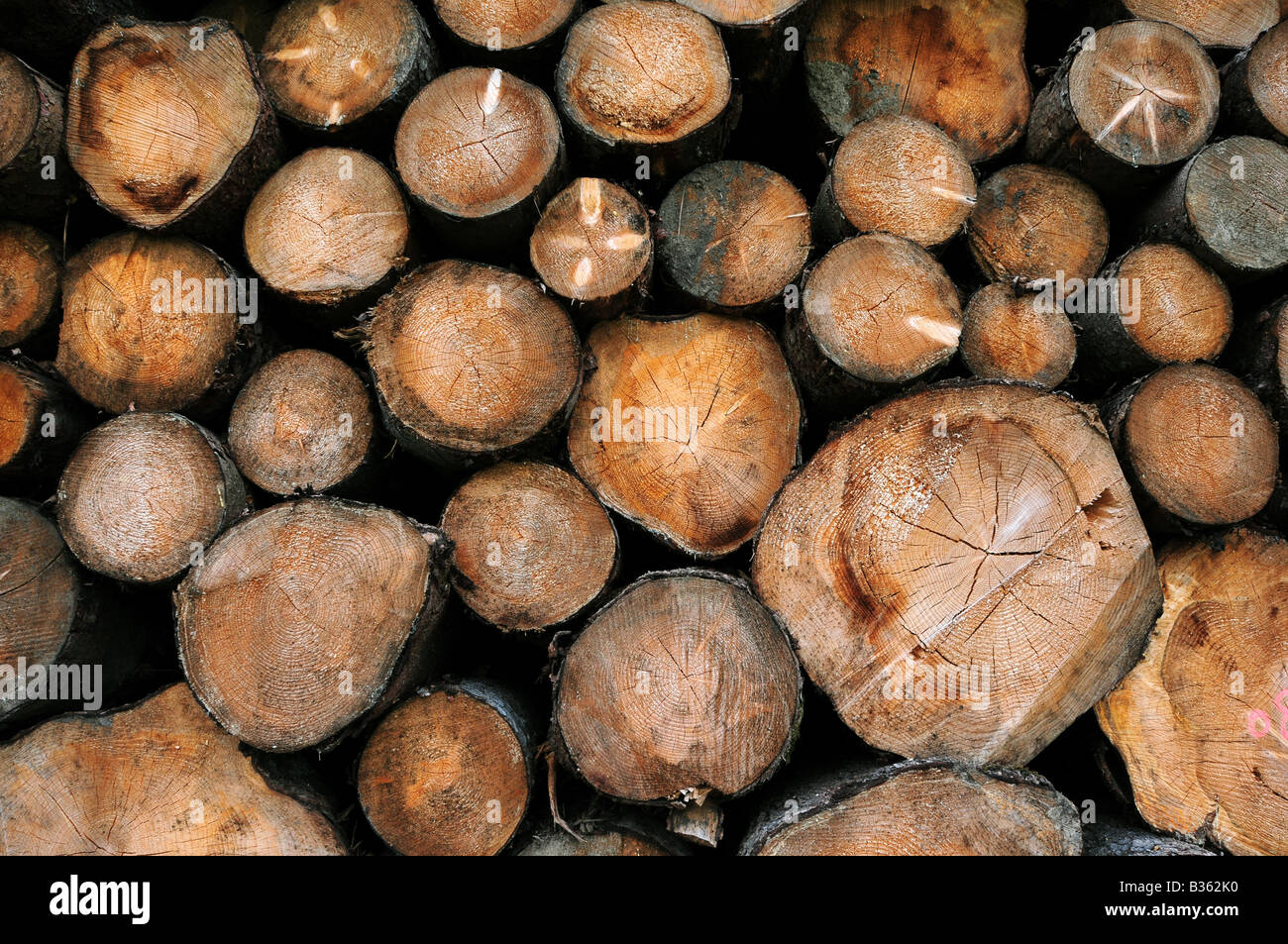 Logs chopped down in a forest Stock Photo - Alamy