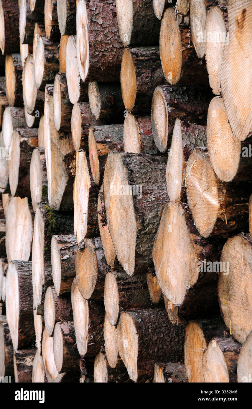 Logs chopped down in a forest Stock Photo - Alamy