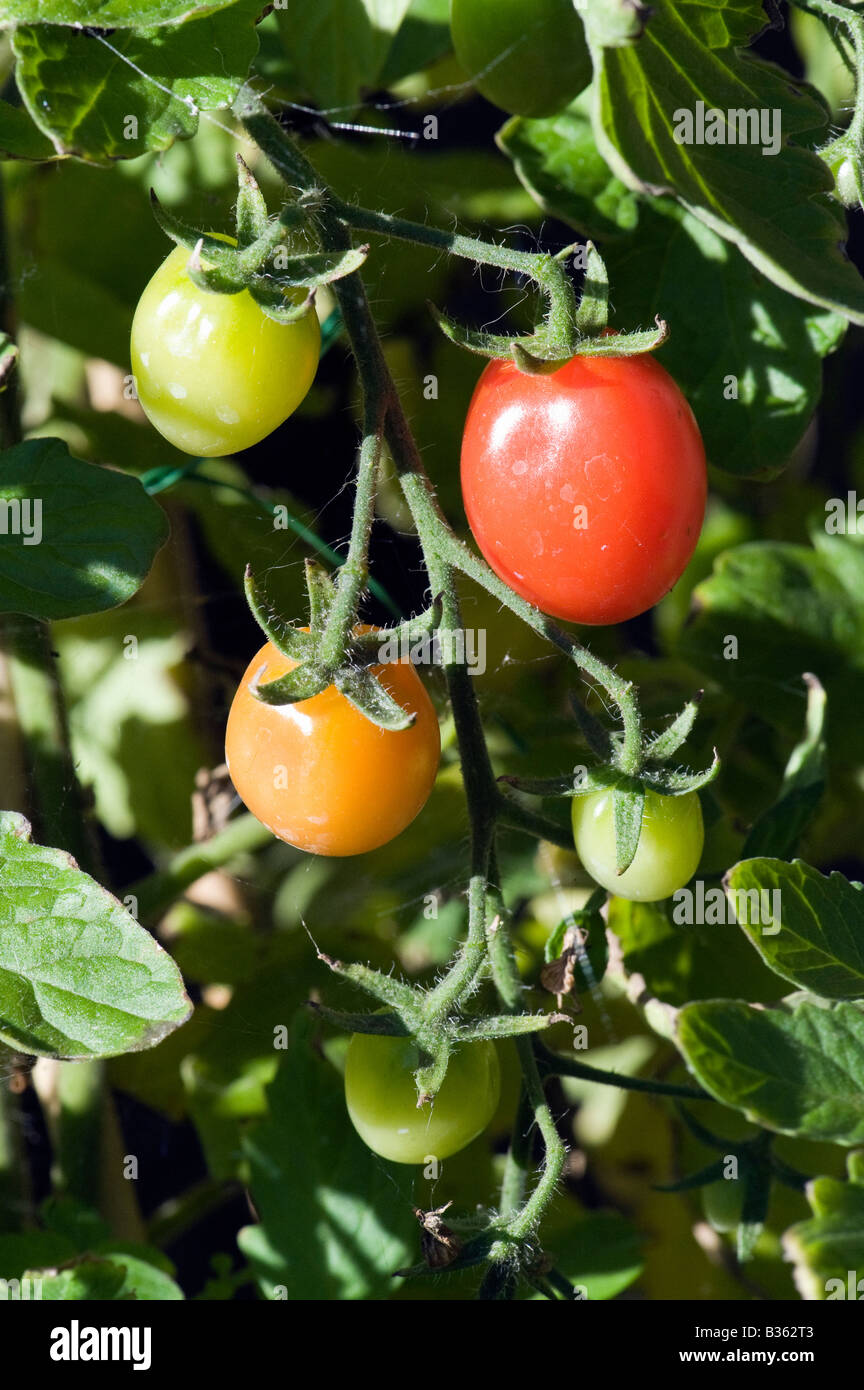 A collection of Orange and Green Mini Italian Plum Cherry Tomatoes on ...
