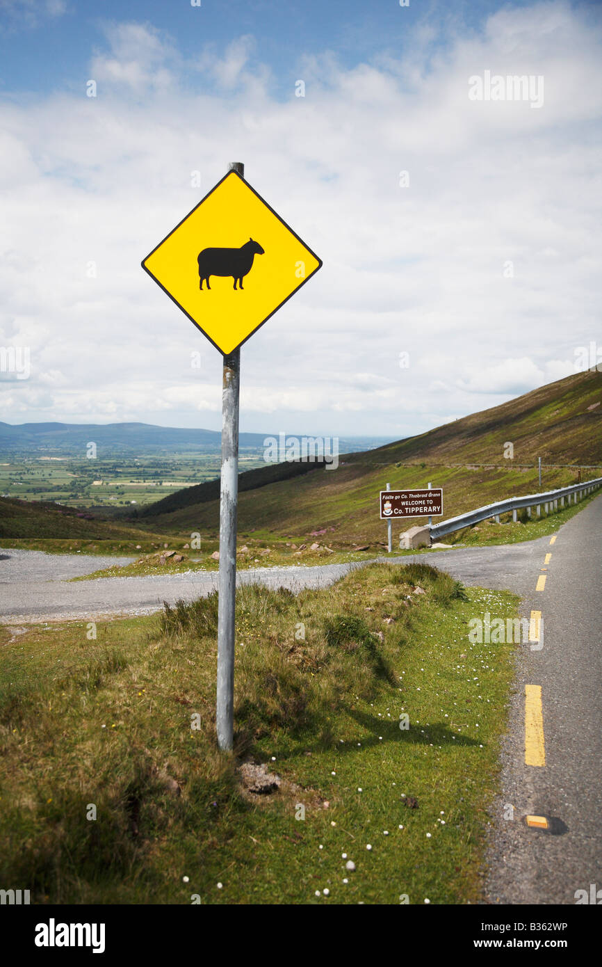 Caution Sheep road sign in the Knockmealdown Mountains beside The Vee ...