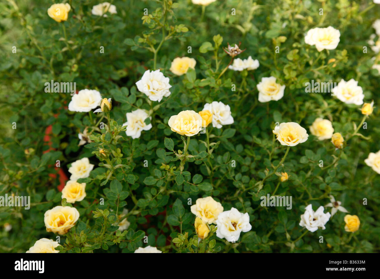A hedge of small yellow roses Stock Photo - Alamy