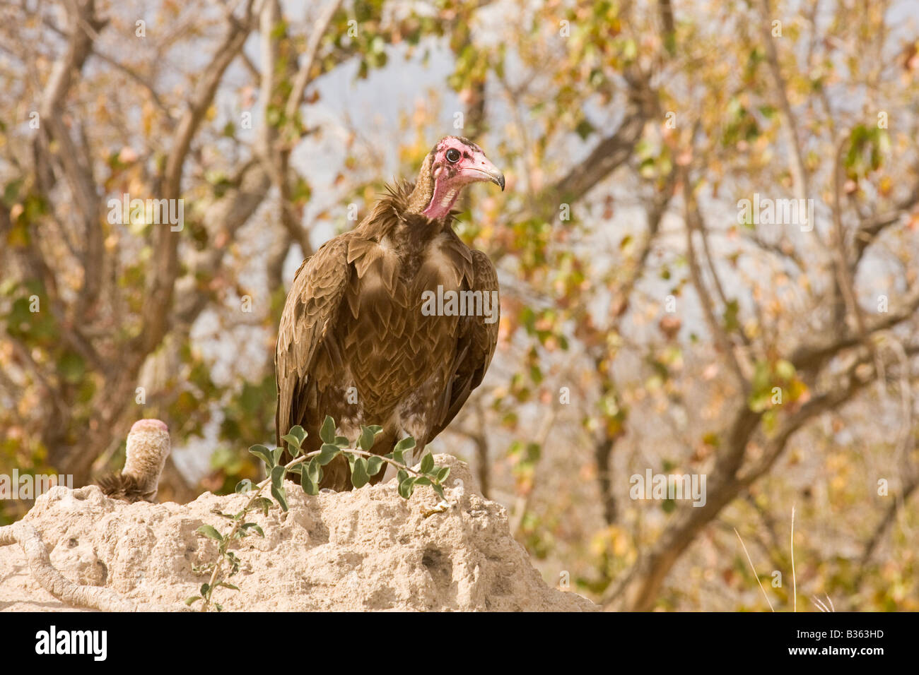 pink hooded vulture sitting in tree Stock Photo - Alamy
