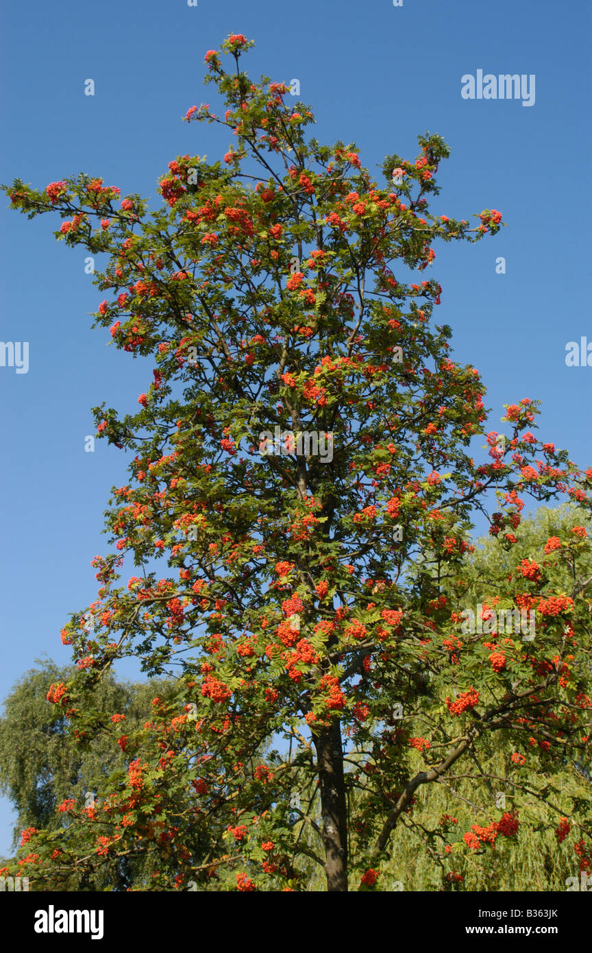 Firethorn (Pyracantha Charmer) Tree Stock Photo - Alamy