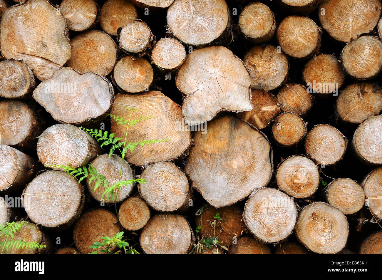Logs chopped down in a forest Stock Photo - Alamy