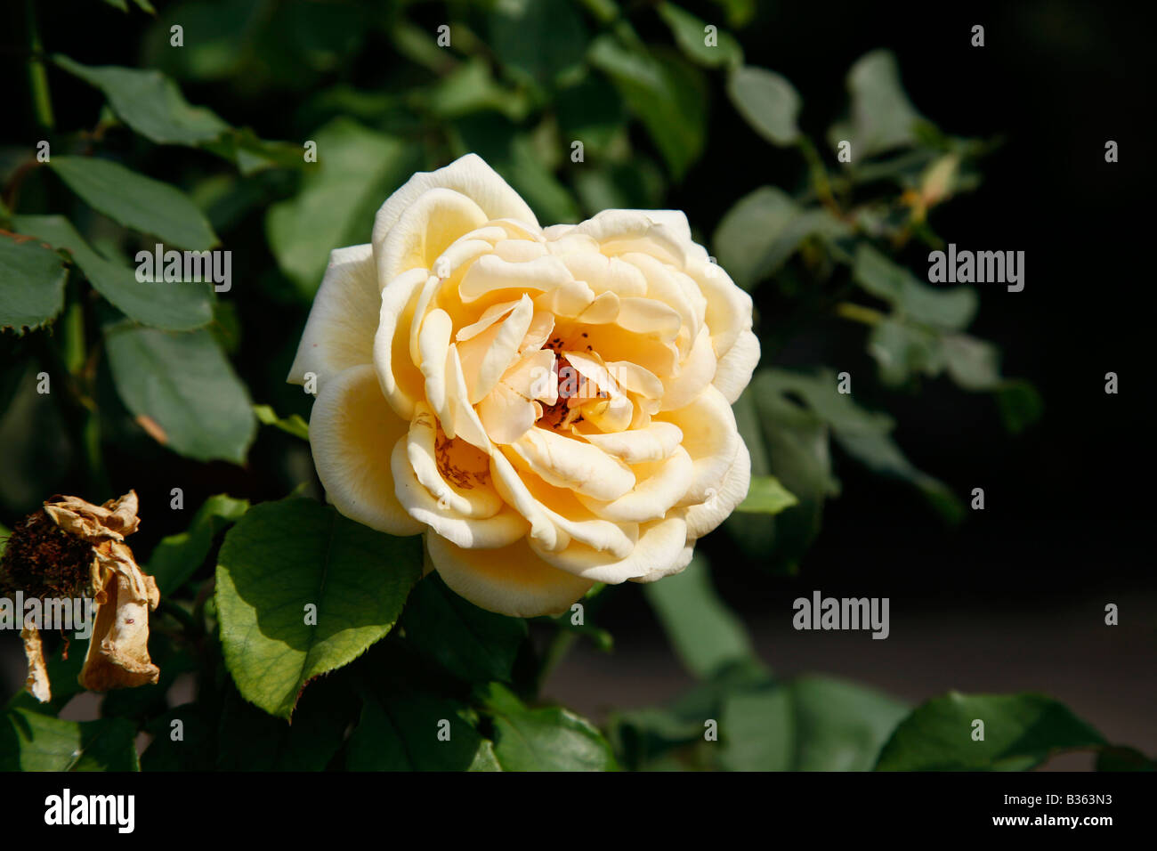 Cream Colour Flower High Resolution Stock Photography and Images - Alamy