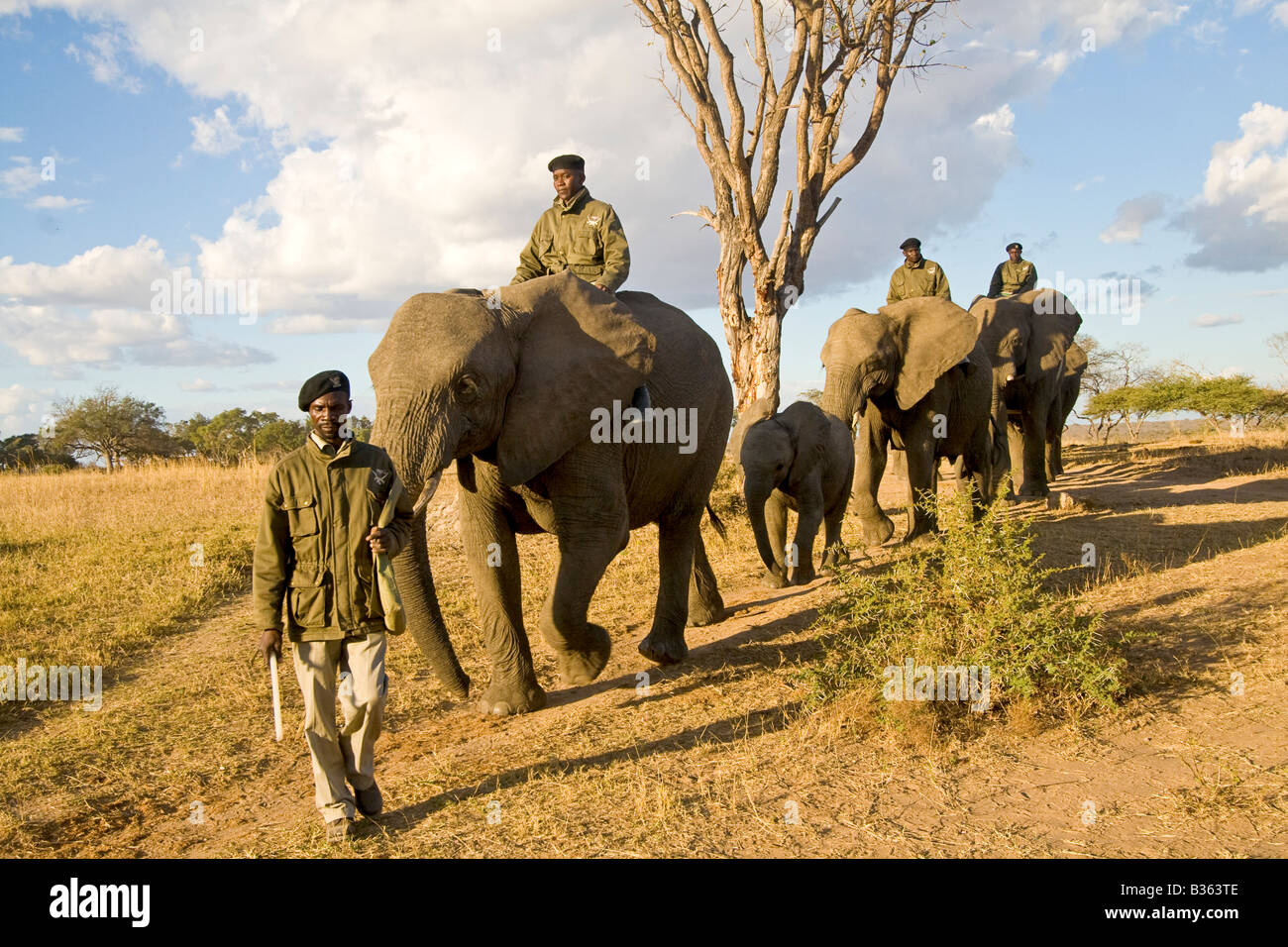 Elephant safari ride at Camp Jabulani upscale safari game park near ...