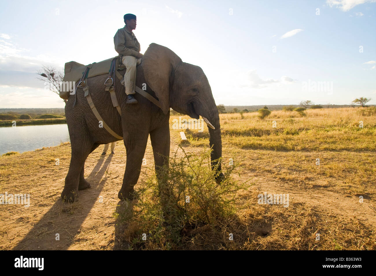 Elephant safari ride at Camp Jabulani upscale safari game park near ...