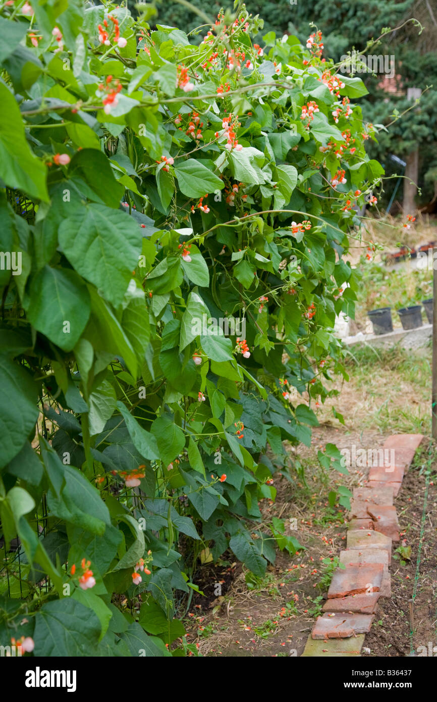 Organic runner beans 'Painted Lady' variety Stock Photo - Alamy