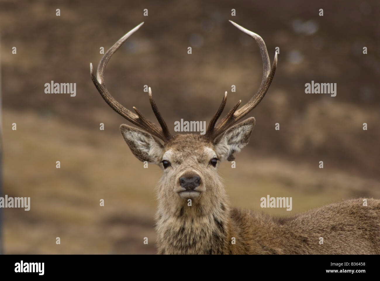 Red Deer Stag at Loch Mullardoch Stock Photo - Alamy