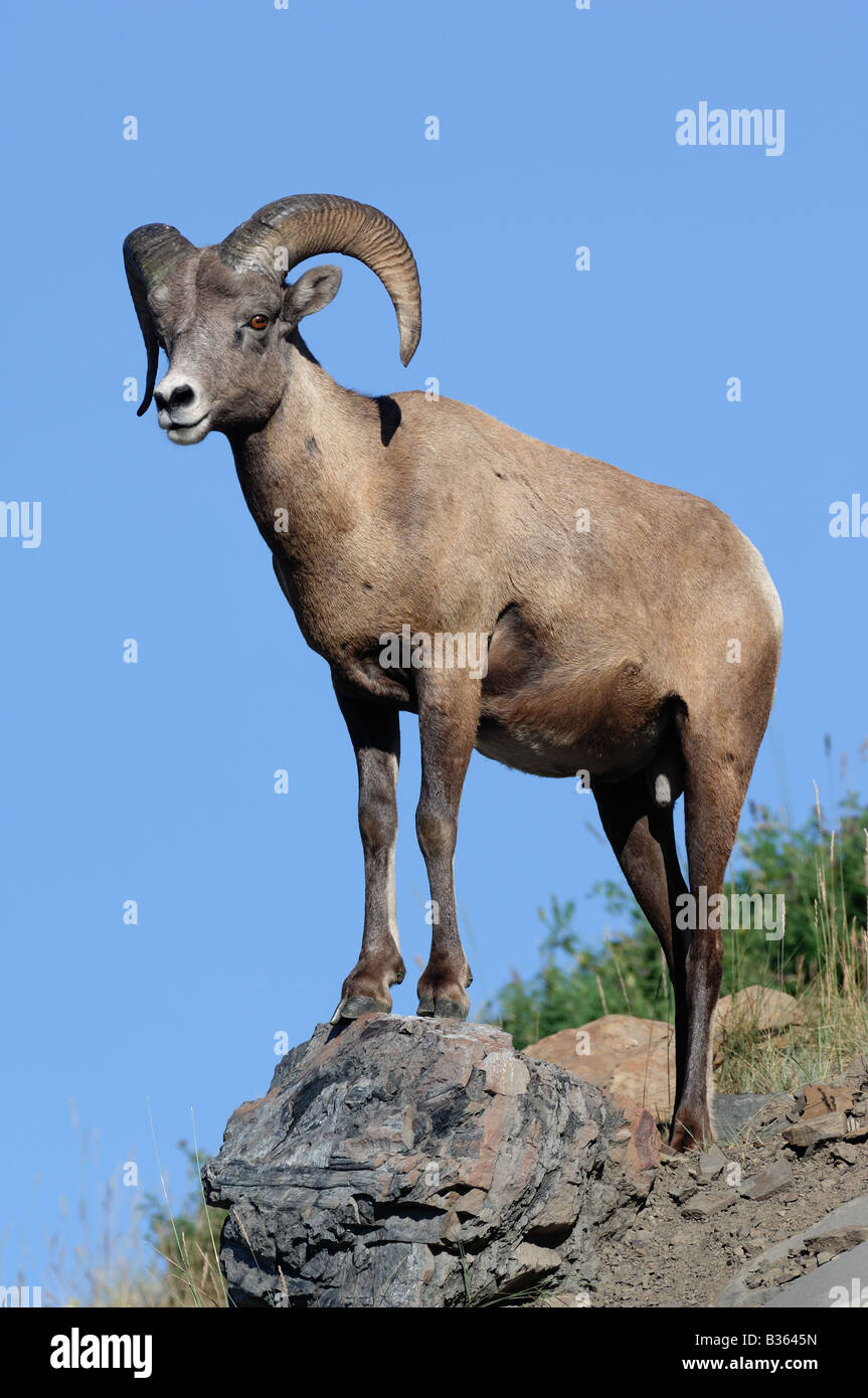 A young Bighorn ram standing on a rock Stock Photo - Alamy