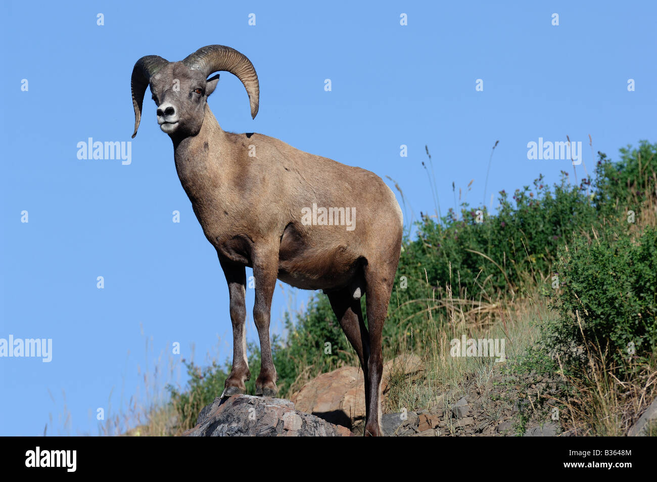 A young Bighorn ram Stock Photo - Alamy