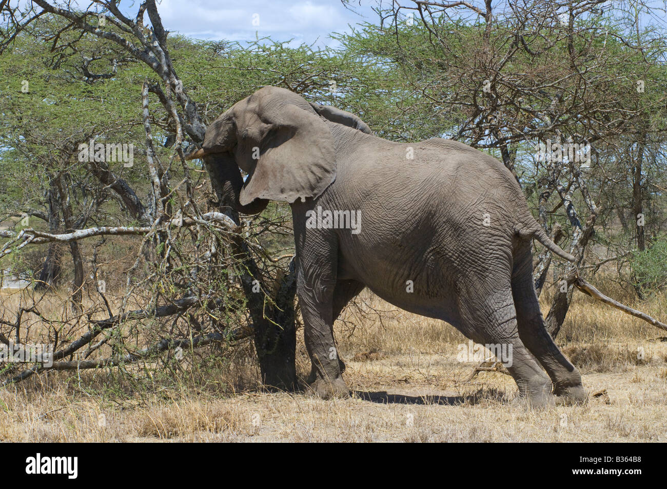 Elephant pushing tree hi-res stock photography and images - Alamy