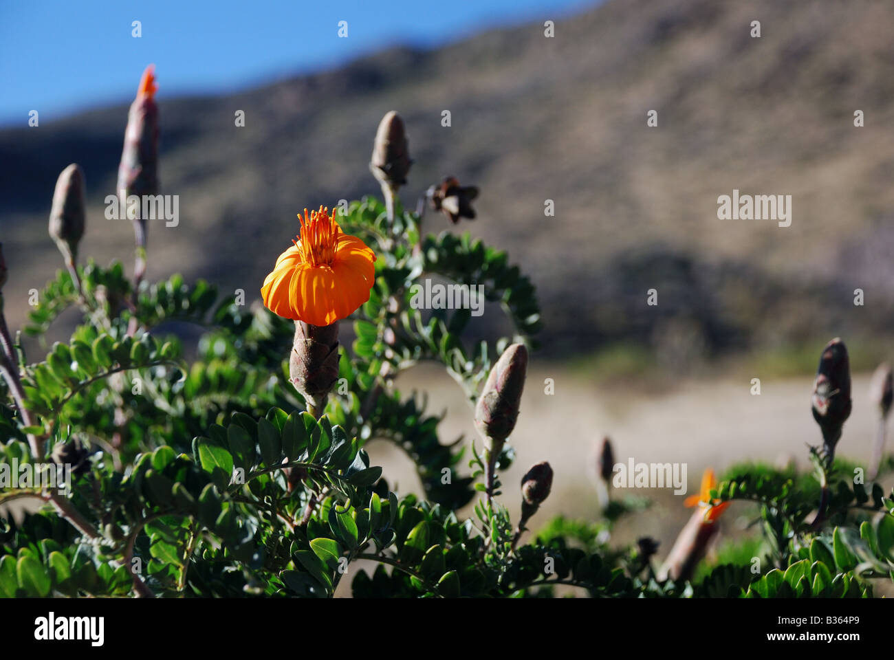 Peru, orange flower at Colca Canyon Stock Photo - Alamy