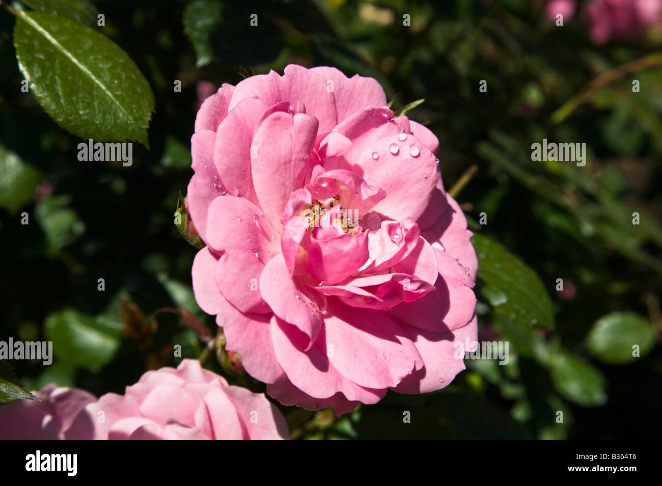 UBC Rose Garden Vancouver BC Canada Stock Photo - Alamy