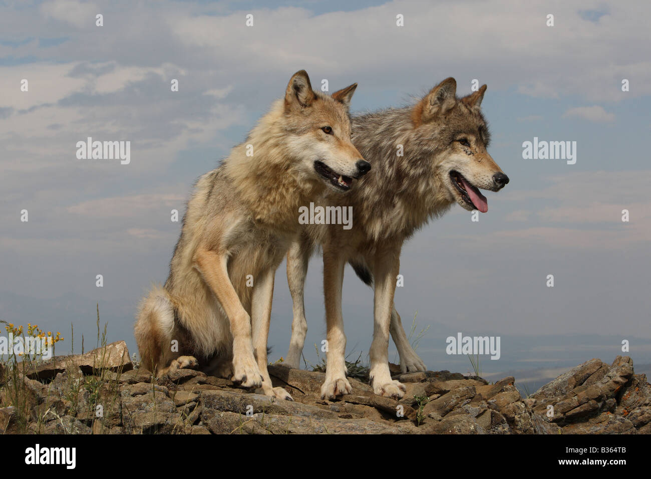 Wolf pair hi-res stock photography and images - Alamy
