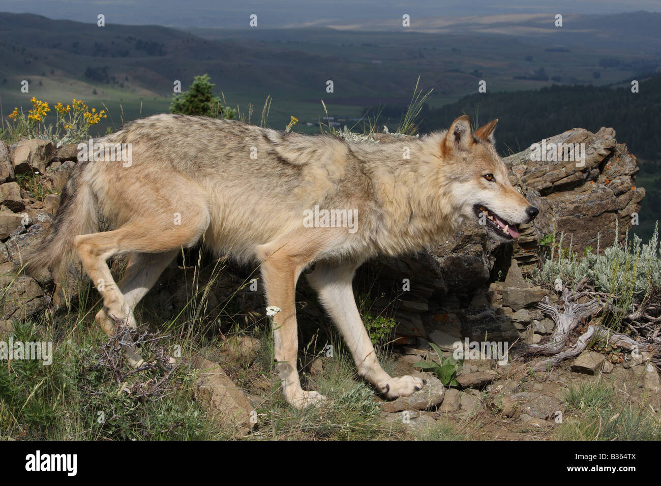 Wolves yellowstone pack hi-res stock photography and images - Alamy