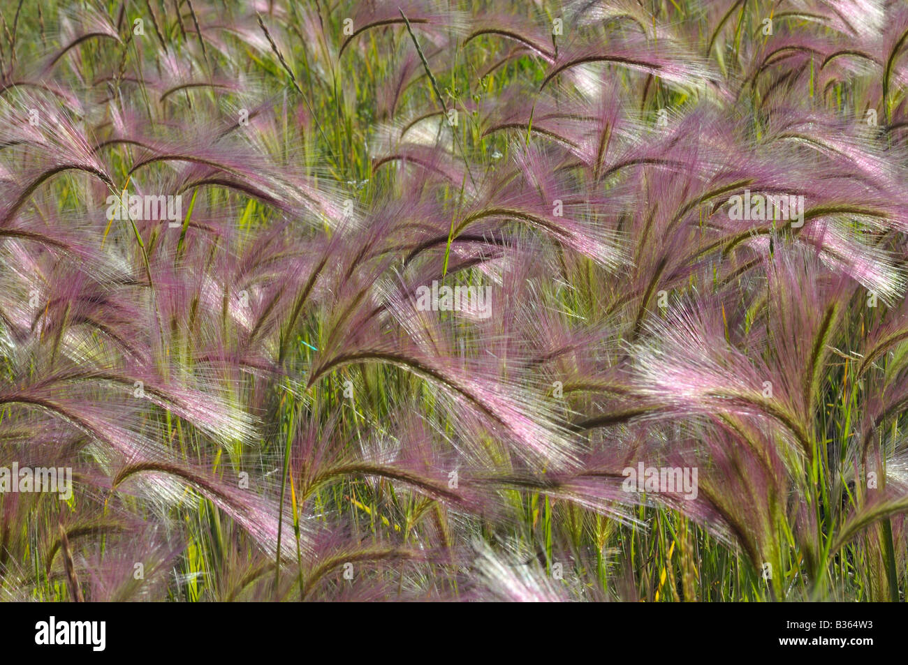 Wild foxtail grass Stock Photo - Alamy