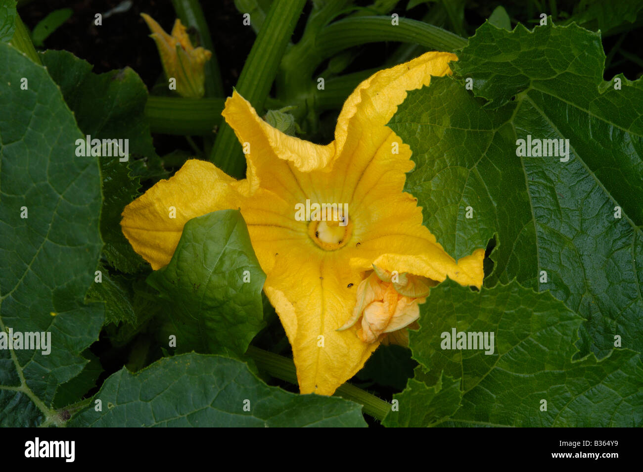 Marrow Plant High Resolution Stock Photography and Images - Alamy