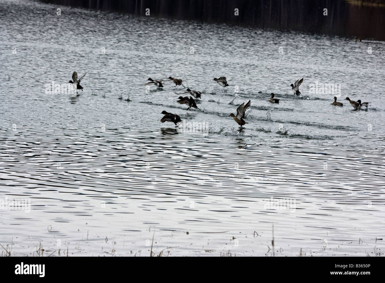 Loons, genus Gavia in a family Gaviidae and order Gaviiformes, flies ...
