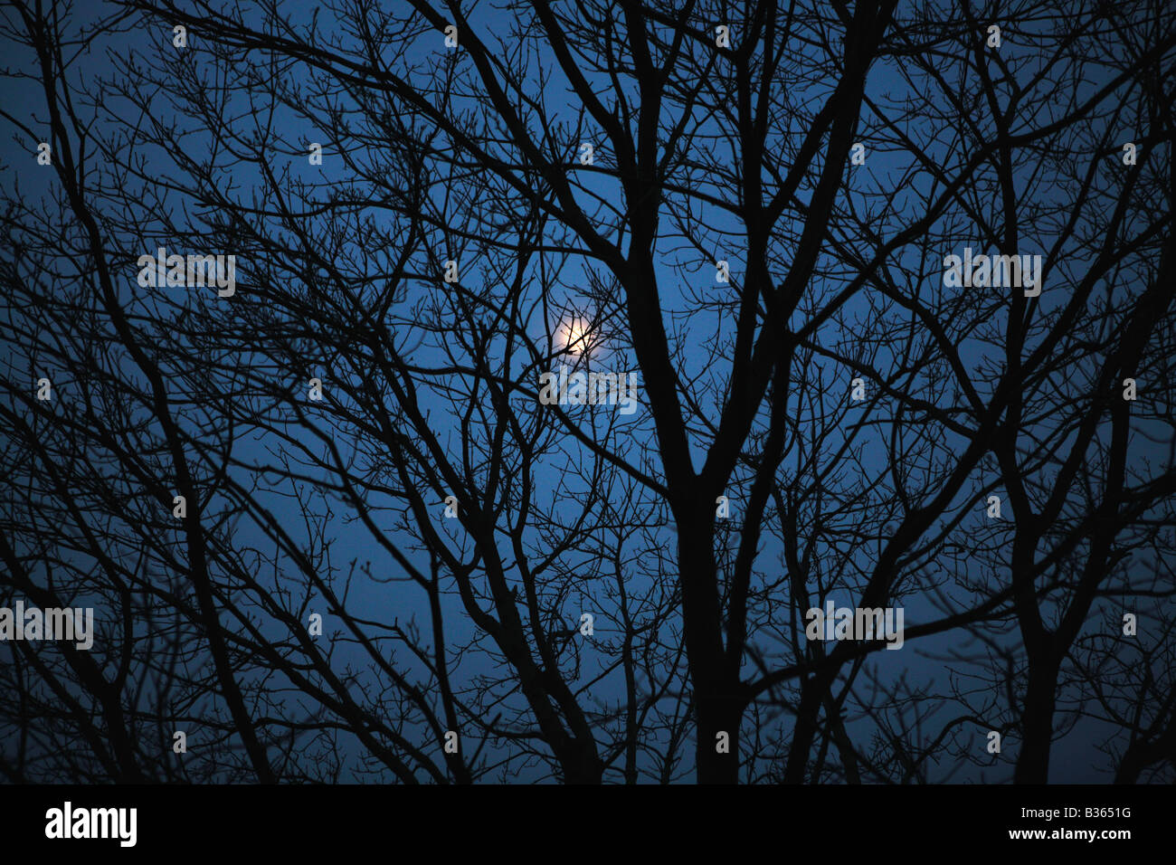 FULL MOON ON A SPRING NIGHT AND THE BARE TREE BRANCHES IN NORTHERN ...