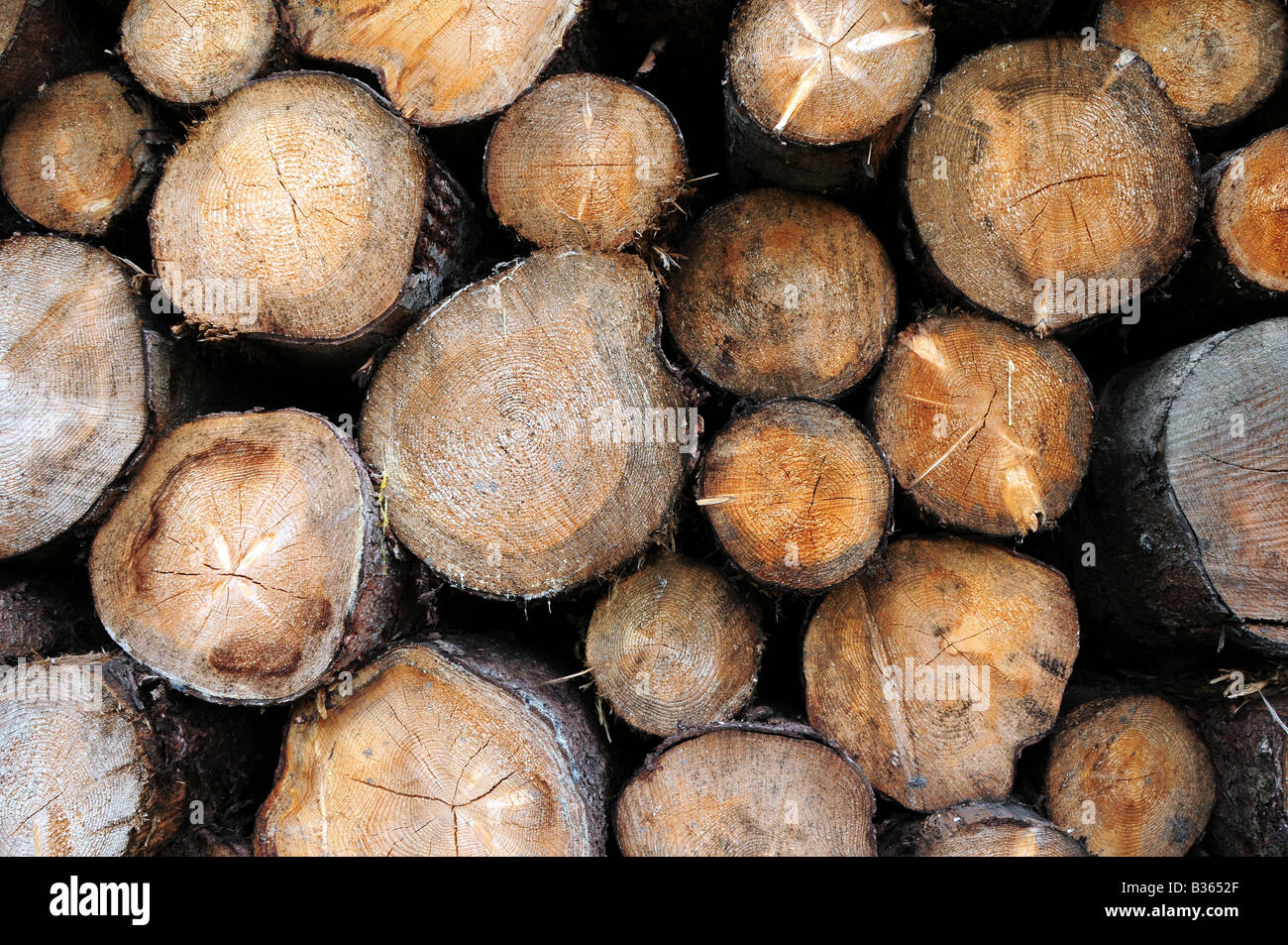 Logs chopped down in a forest Stock Photo - Alamy