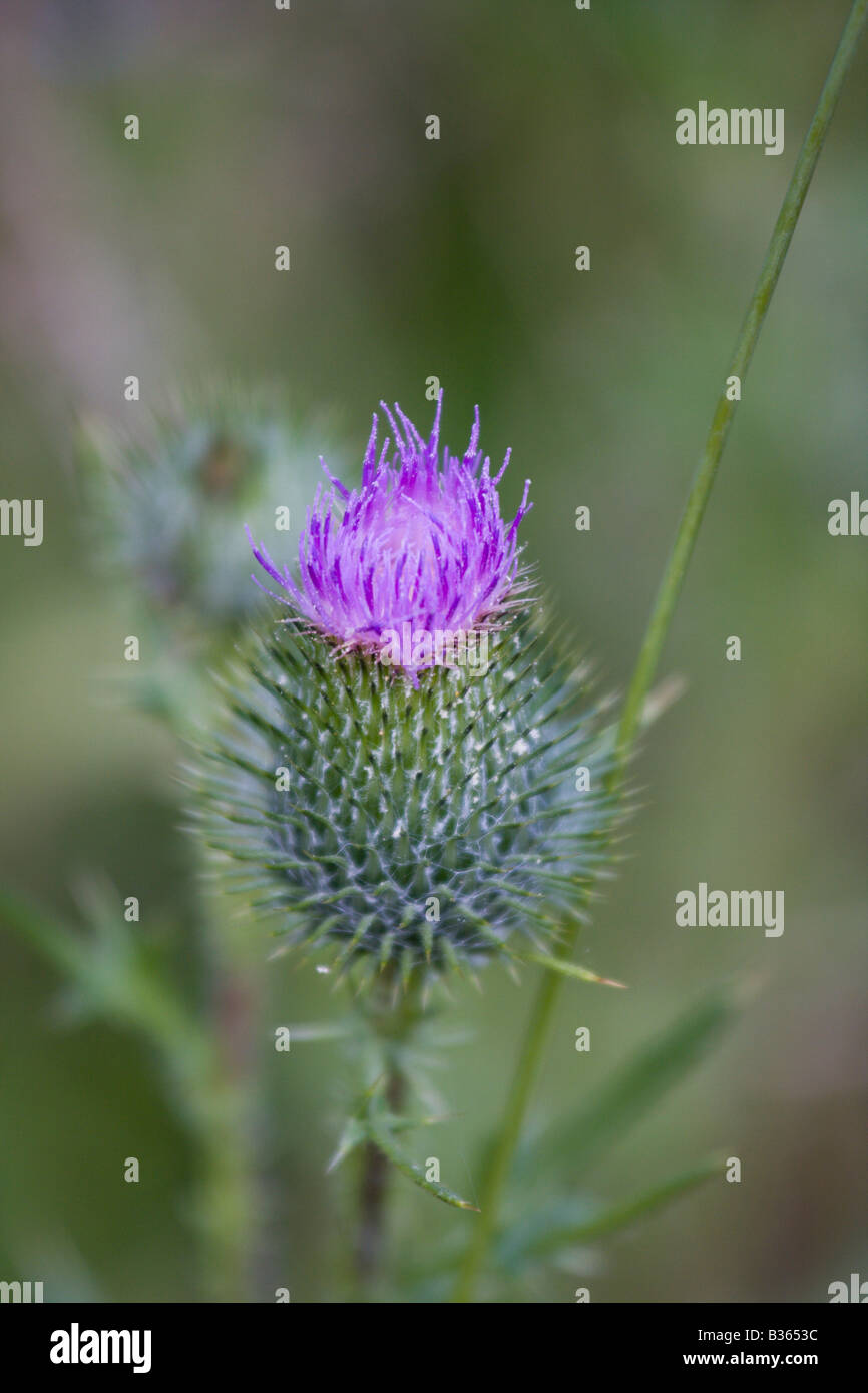 Purple Thistle Flower Stock Photo - Alamy
