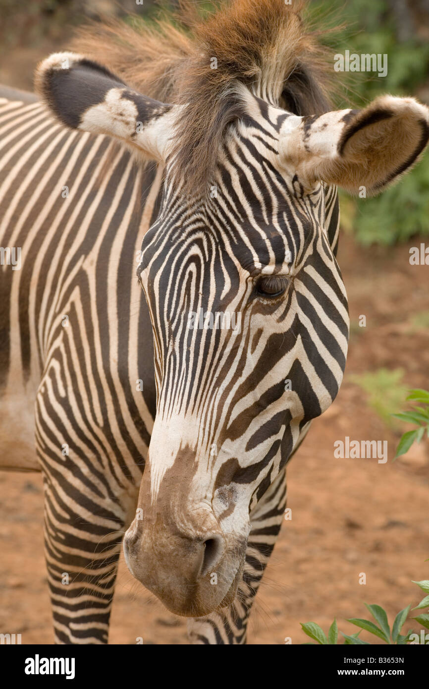 Grevy s Zebra Equus grevyi in a safari park Stock Photo - Alamy