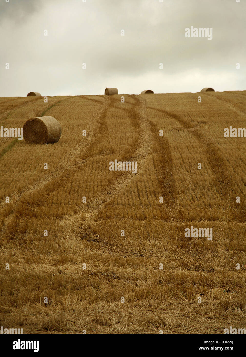 A field of rolled hay bales Stock Photo - Alamy