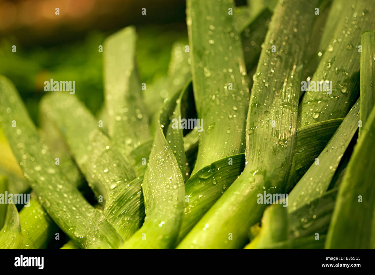 Leeks , Allium porrum Stock Photo - Alamy