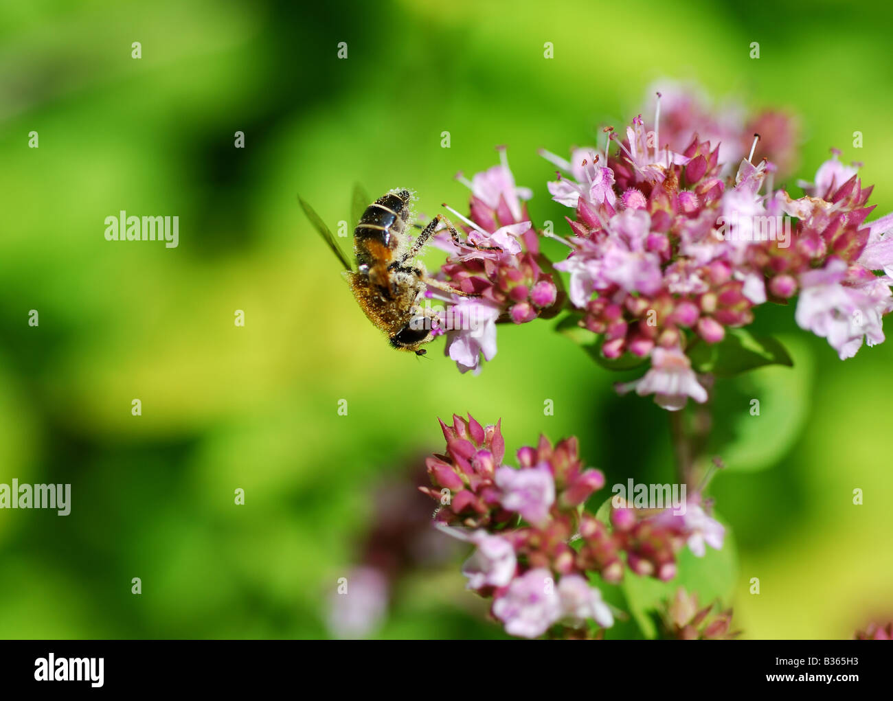 A bee gathering pollen Stock Photo - Alamy