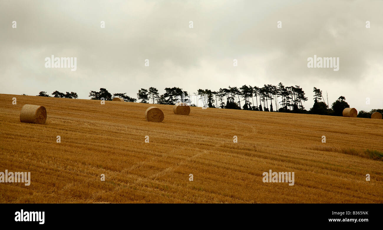 A field with rolled hay bales Stock Photo - Alamy