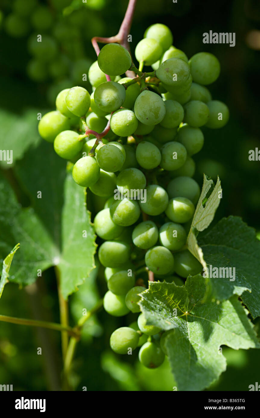 Cluster of grape vine or vitis vinifera in a vineyard, Okanagan ...
