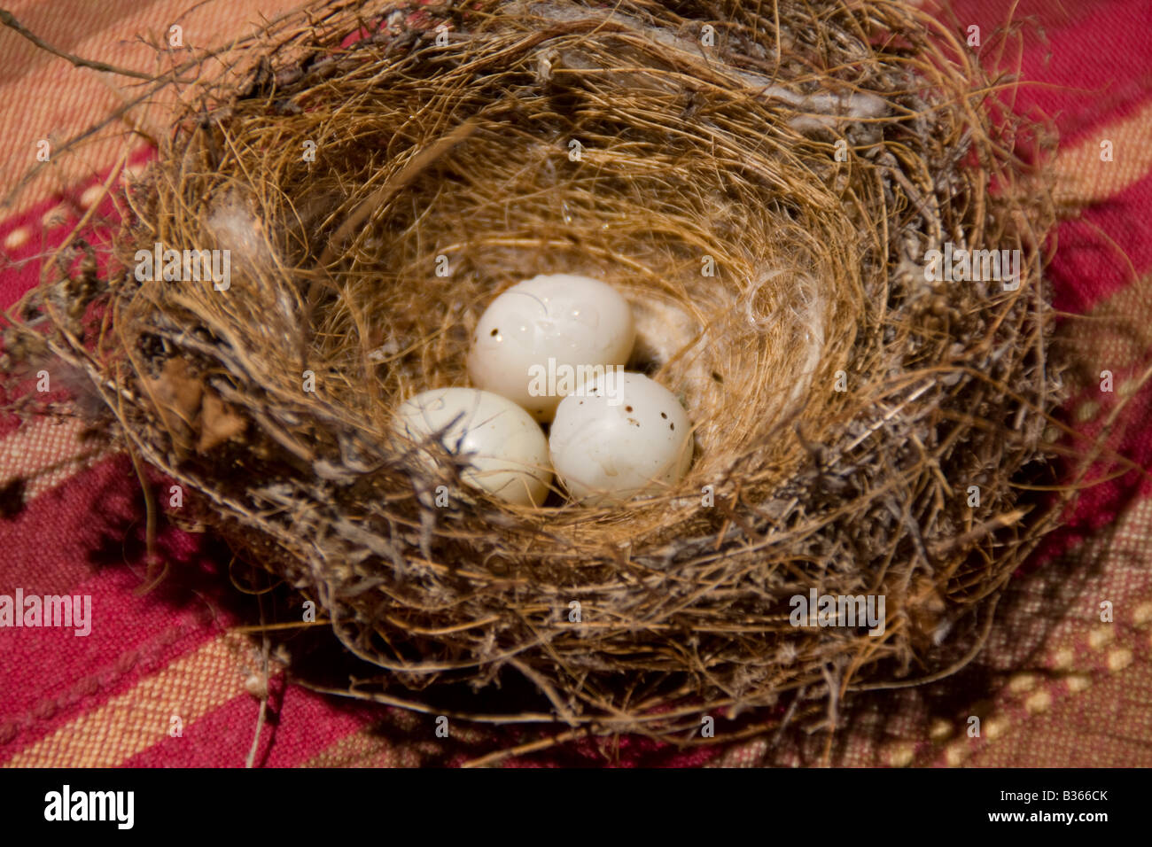 birds nest with eggs Stock Photo - Alamy