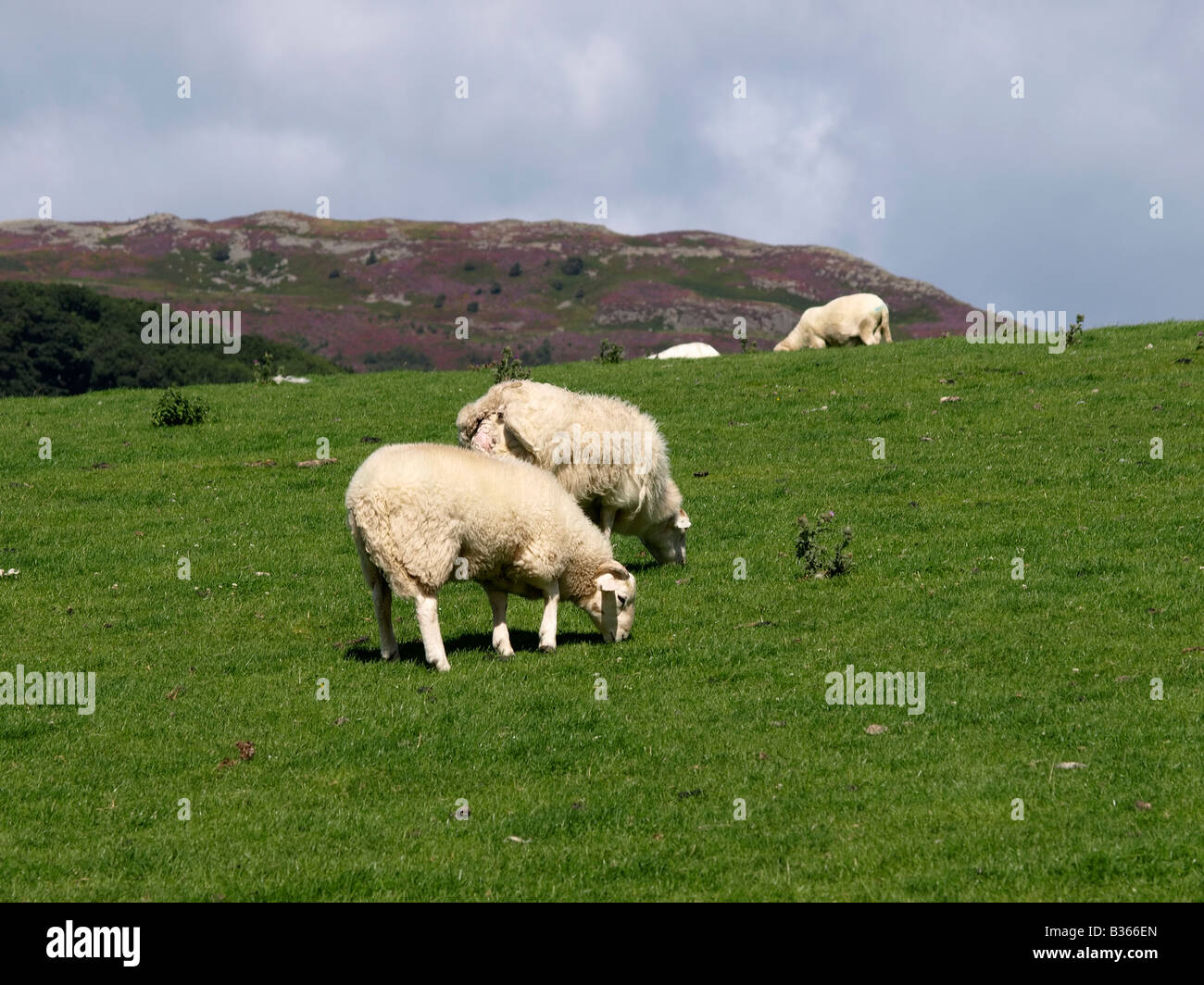 Welsh farm hi-res stock photography and images - Alamy
