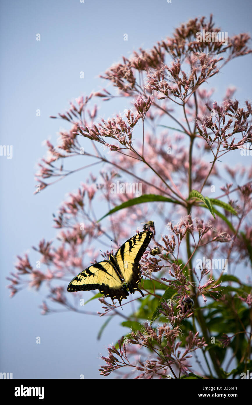 Yellow Monarch butterfly (Danaus plexippus) resting on Common Milkweed ...