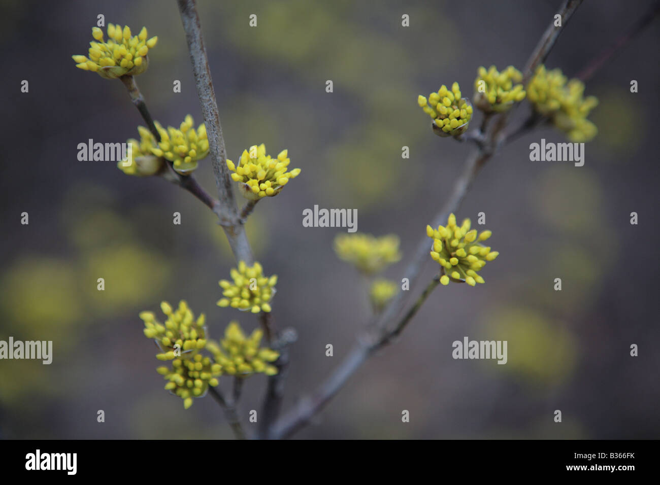 JAPANESE CORNEL DOGWOOD KINTOKI CORNUS OFFICINALIS IN EARLY APRIL IN ...