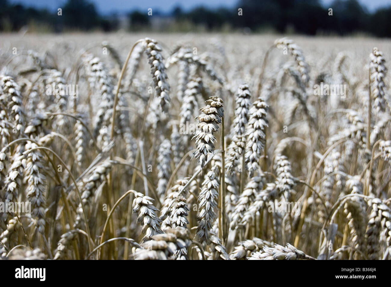 Field of wheat crop Stock Photo - Alamy