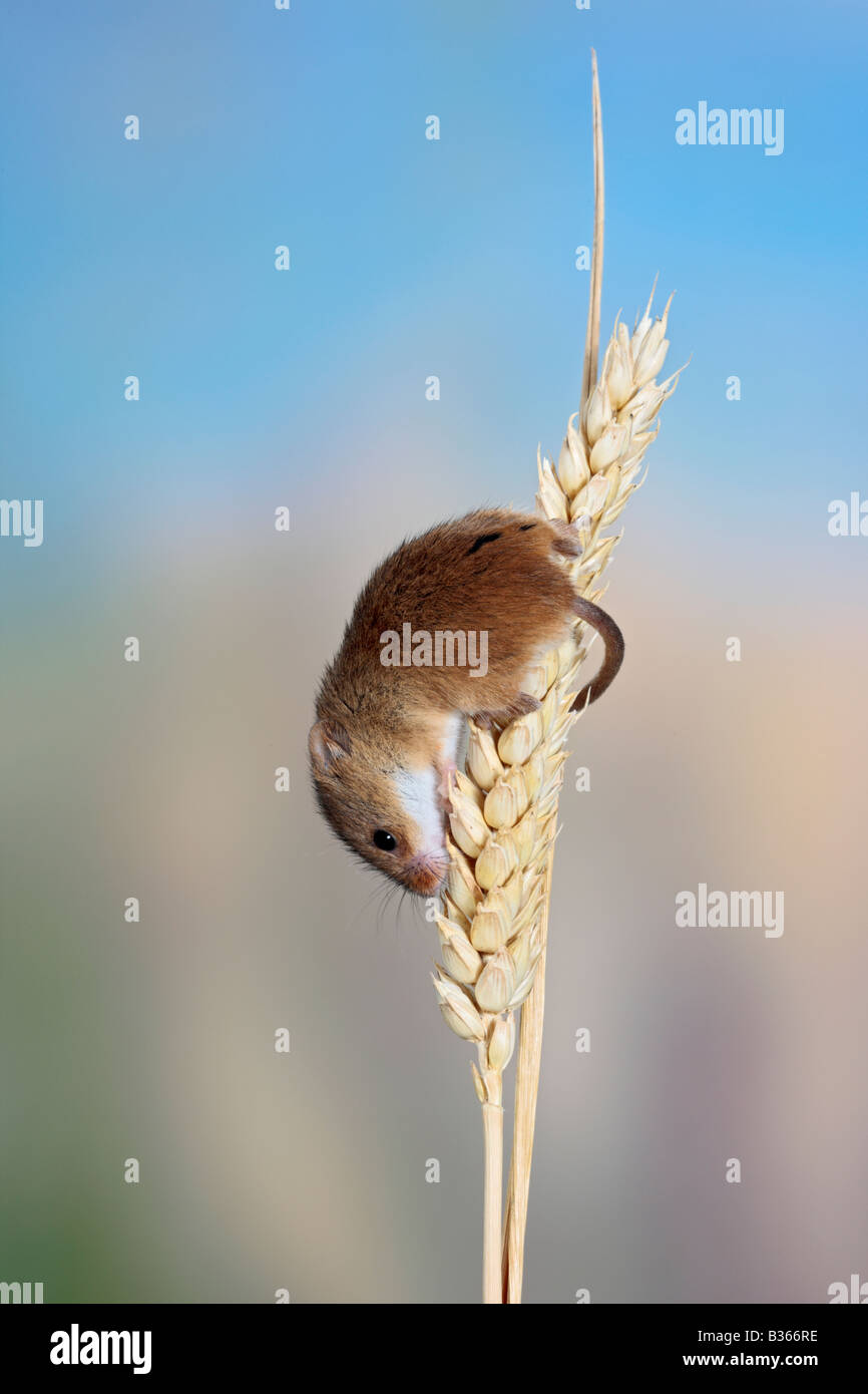 Harvest mouse Micromys minutus on wheat feeding Potton Bedfordshire ...